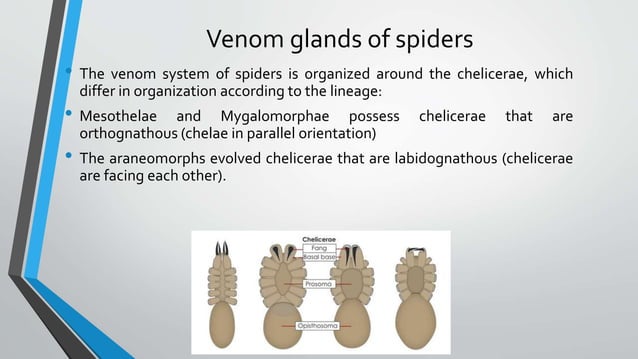 Insect Venom specifically of spiders and Scorpions | PPTX | Chemistry ...