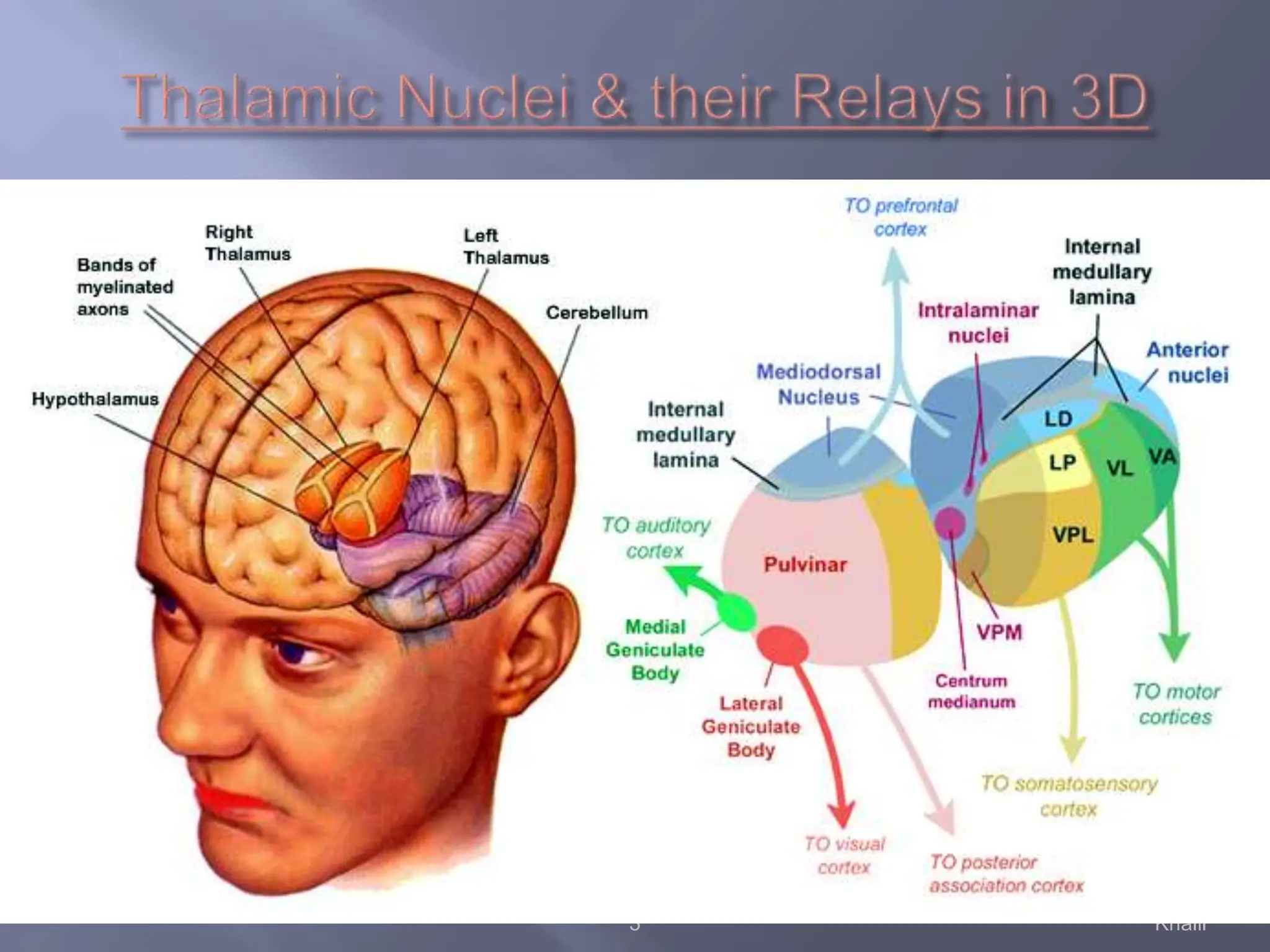 thalamus latest , physiology and illustrated | PPT