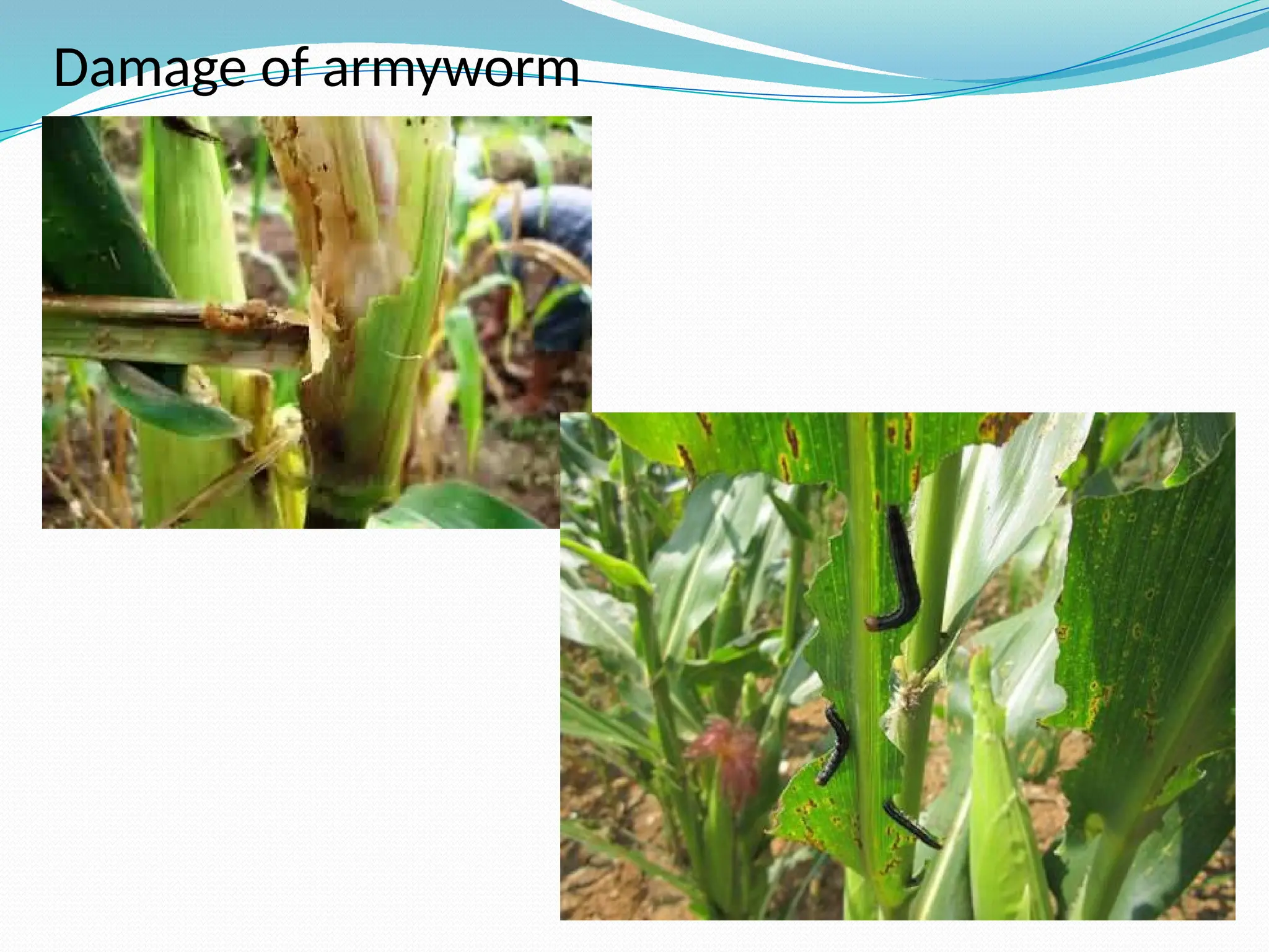 Entomology crop pest attack and it's management | PPT