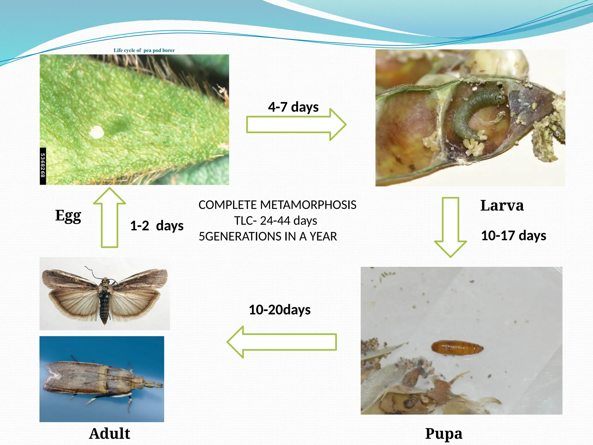 Entomology pestmanagement.presentationml.presentation&rendition=1.pptx