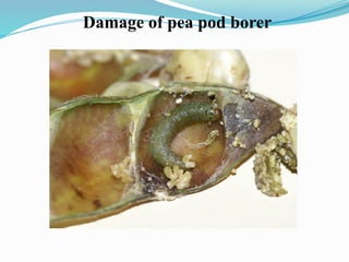 Entomology pestmanagement.presentationml.presentation&rendition=1.pptx