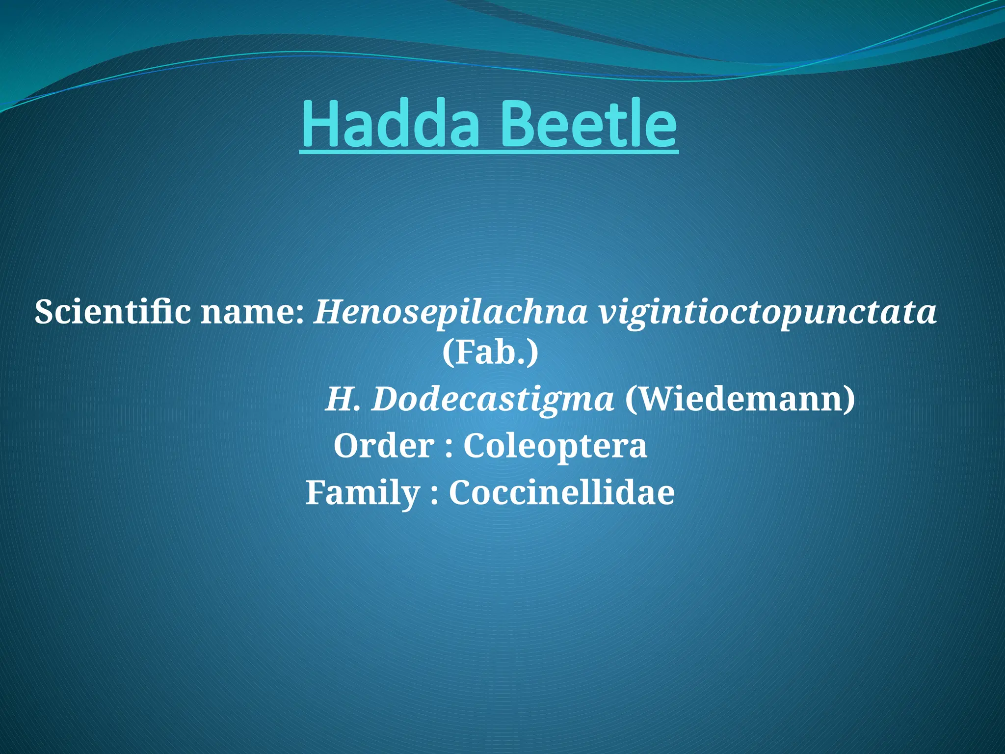 Hadda beetle by Nandan document presentation | PPTX