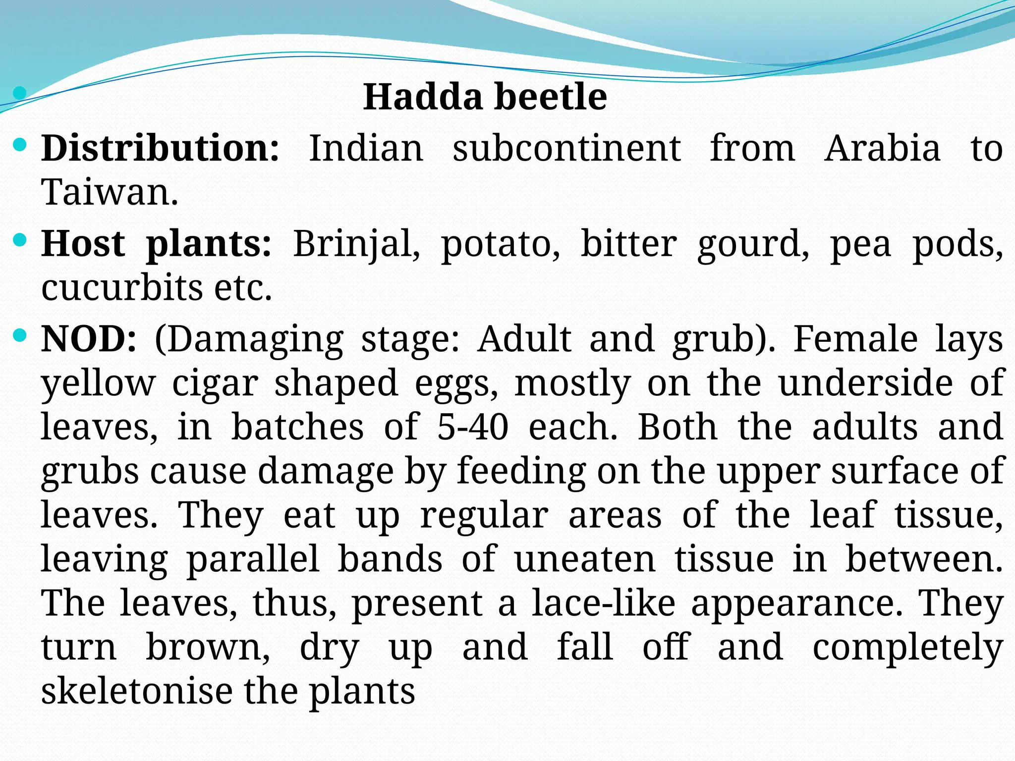 Hadda beetle by Nandan document presentation | PPTX