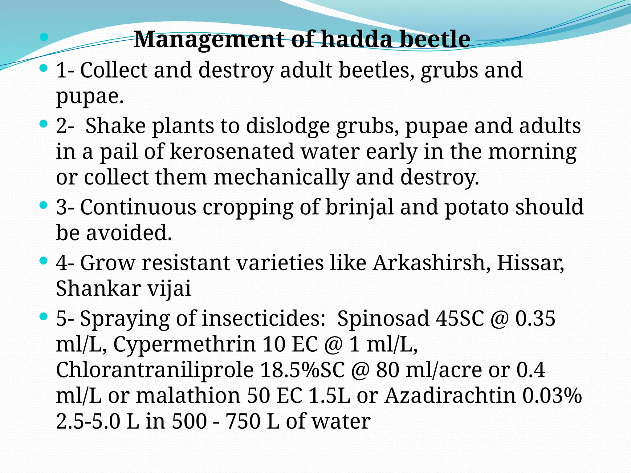Hadda beetle by Nandan document presentation | PPTX