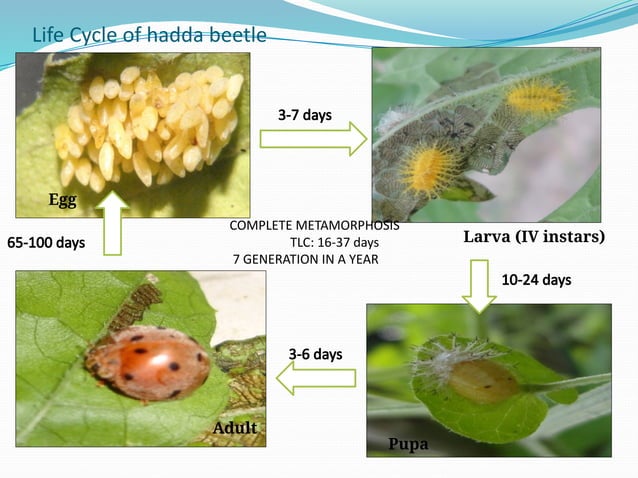 Hadda beetle by Nandan document presentation | PPTX | Agriculture ...