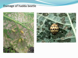 Hadda beetle by Nandan document presentation | PPTX
