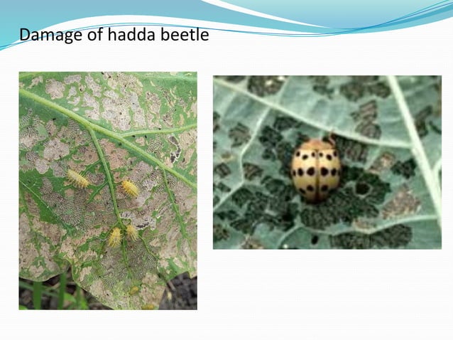 Hadda beetle by Nandan document presentation | PPTX | Agriculture ...