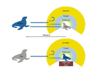 Multimodal sensory cues involved in the mother-pup recognition process ...