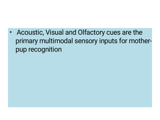 Multimodal sensory cues involved in the mother-pup recognition process ...