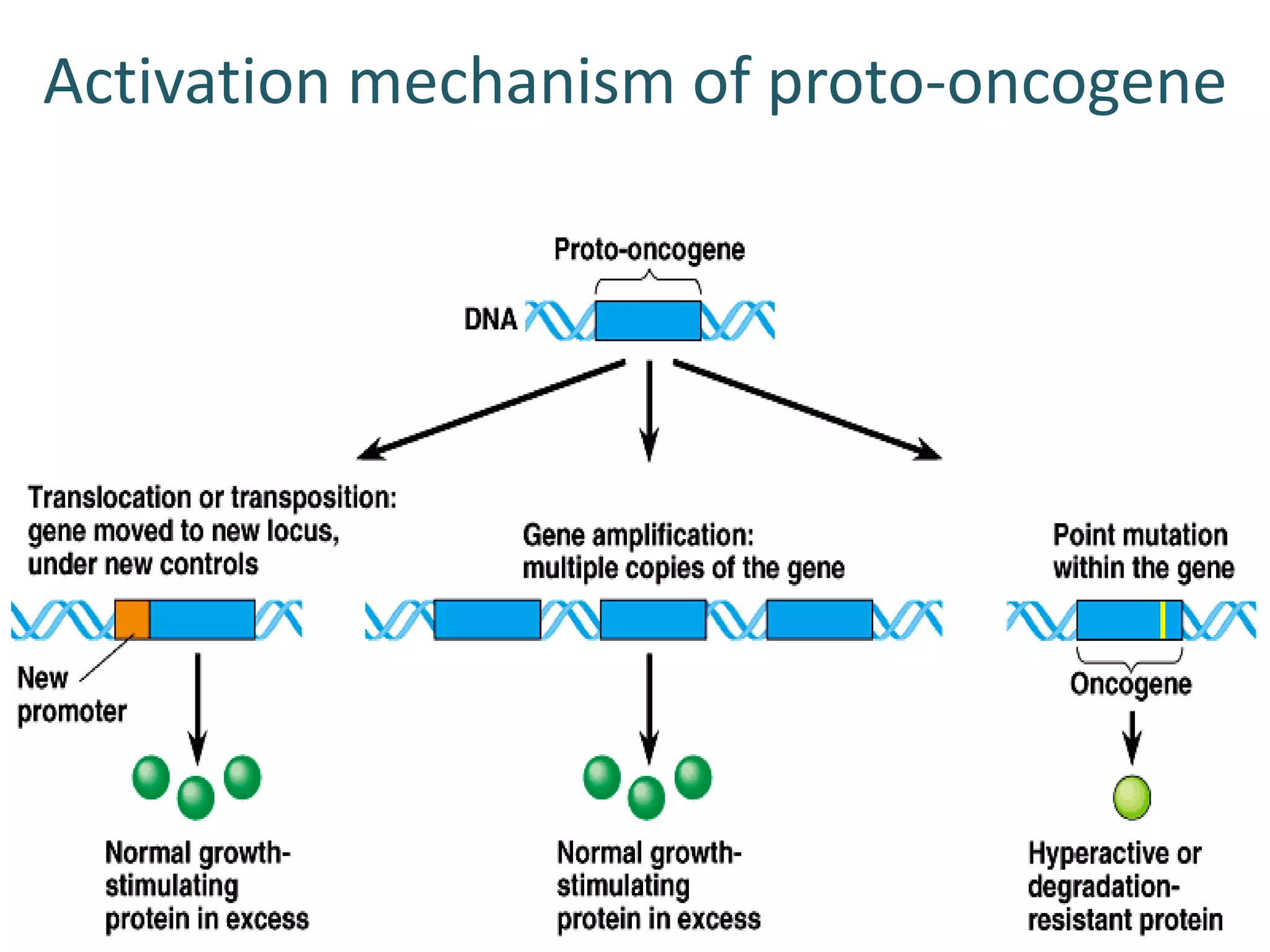oncogene as a transcription activator | PPTX