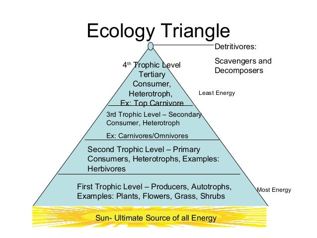 Ecological Pyramid Autotroph Heterotroph 162 Food Chain Pyramid Stock