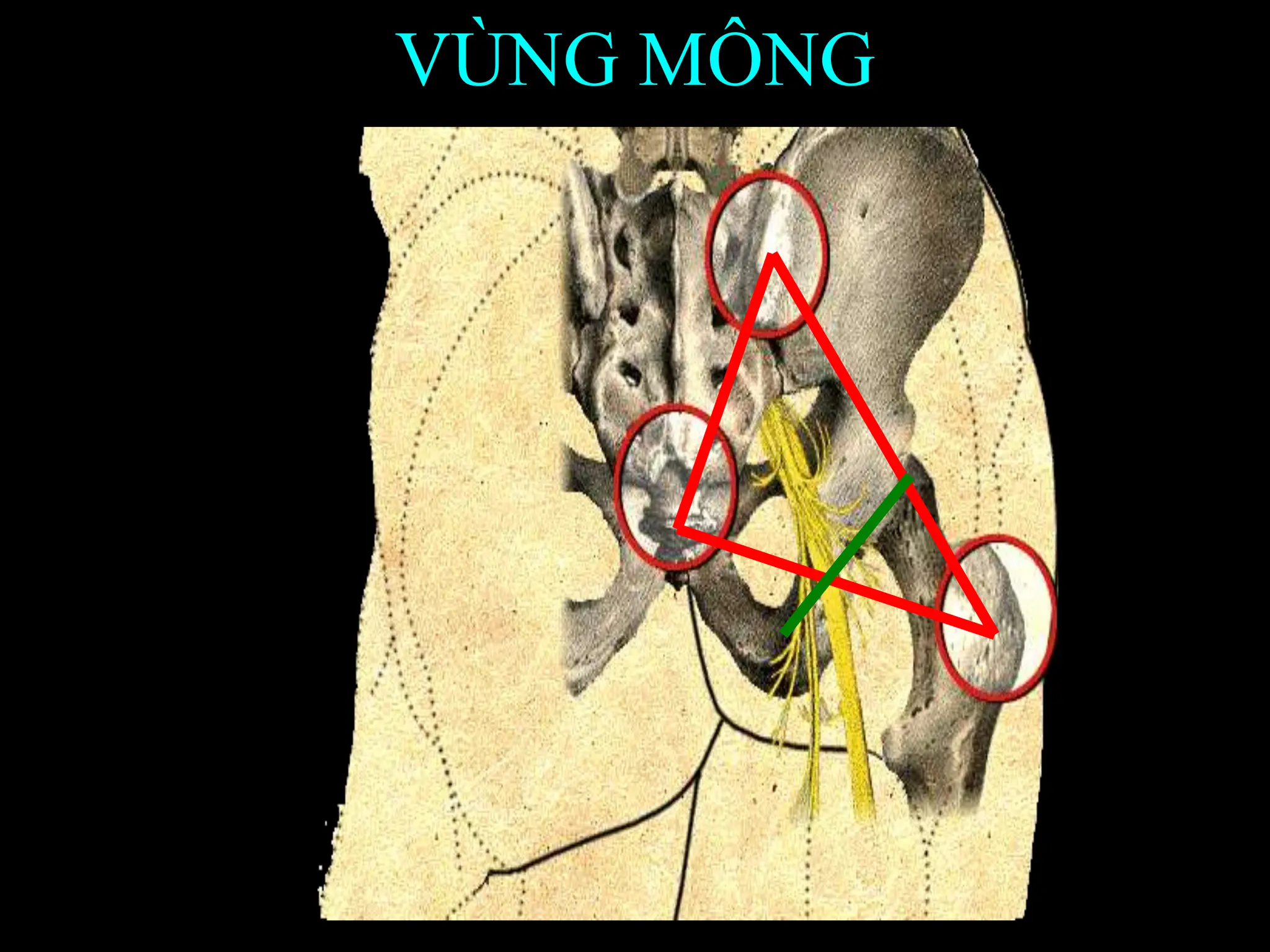 Giải phẫu vùng mông - Đại học y khoa Phạm Ngọc Thạch | PPT