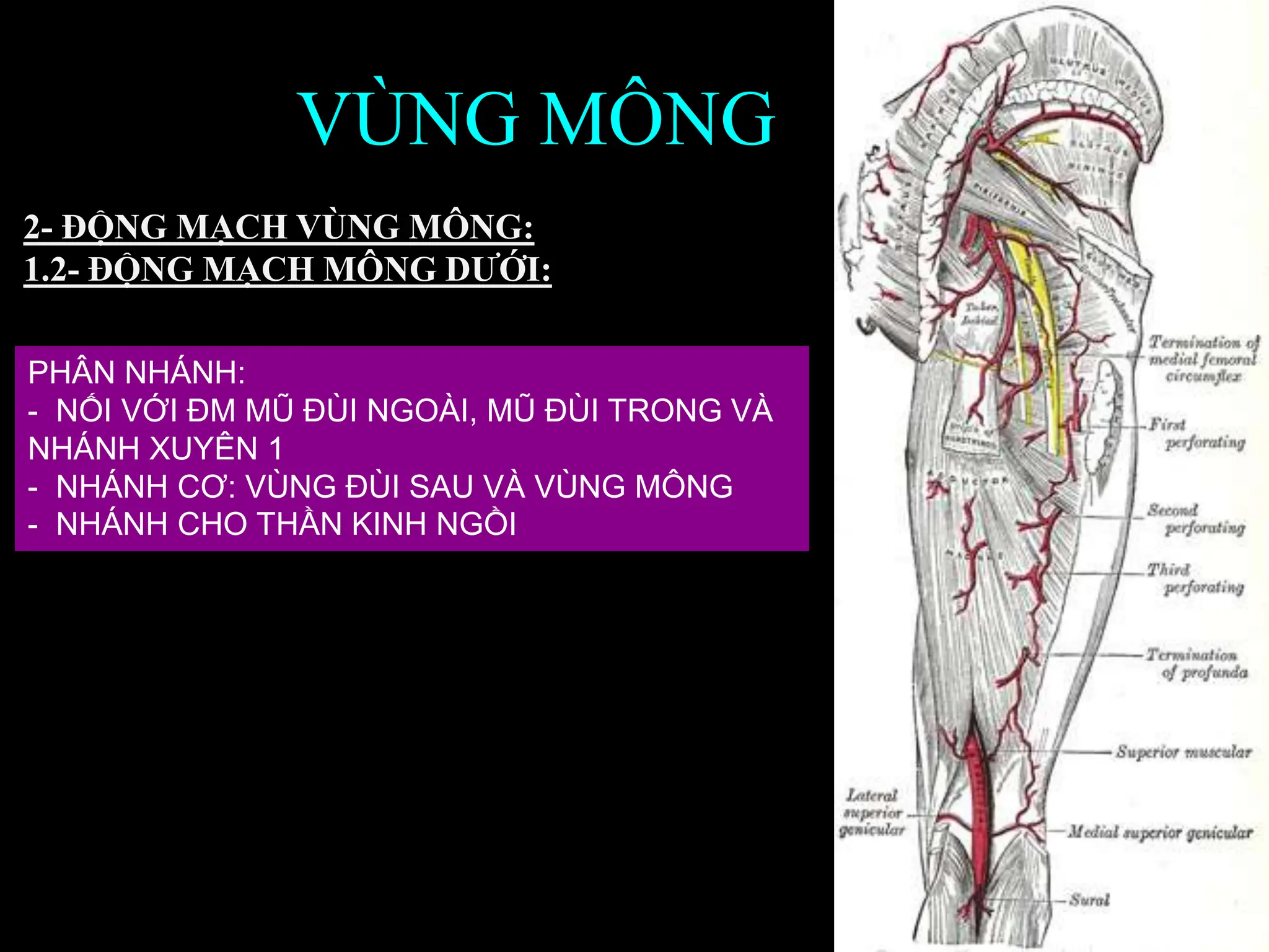 Giải phẫu vùng mông - Đại học y khoa Phạm Ngọc Thạch | PPT