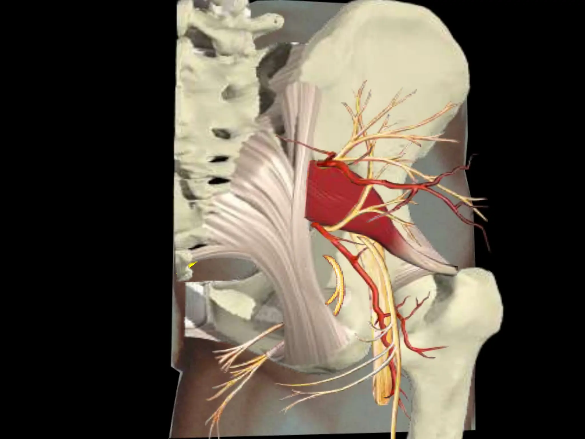 Giải phẫu vùng mông - Đại học y khoa Phạm Ngọc Thạch | PPT