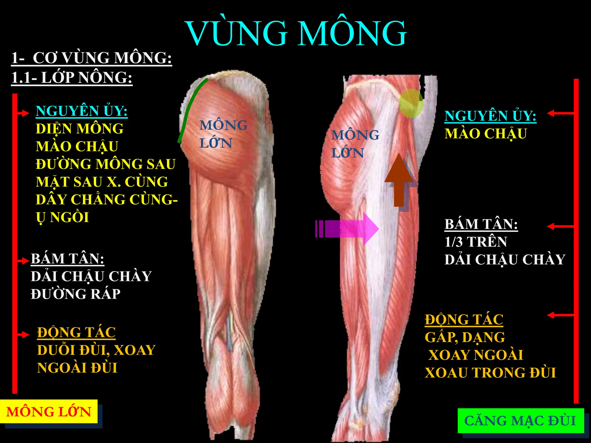 Giải phẫu vùng mông - Đại học y khoa Phạm Ngọc Thạch | PPT