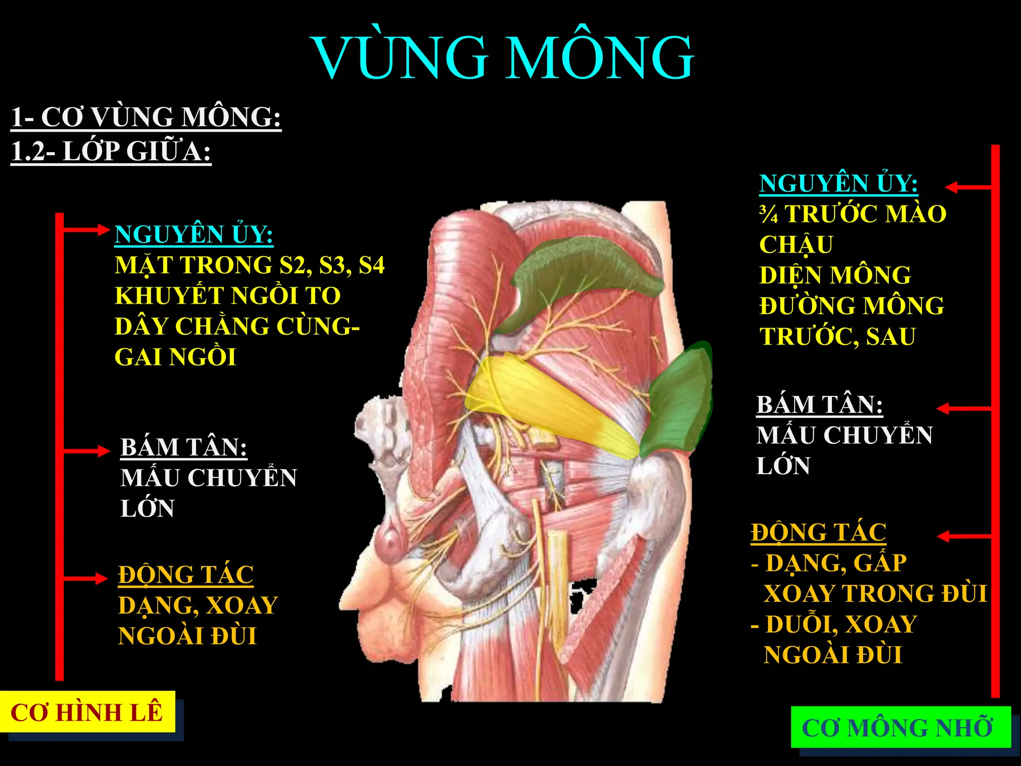 Giải phẫu vùng mông - Đại học y khoa Phạm Ngọc Thạch | PPT
