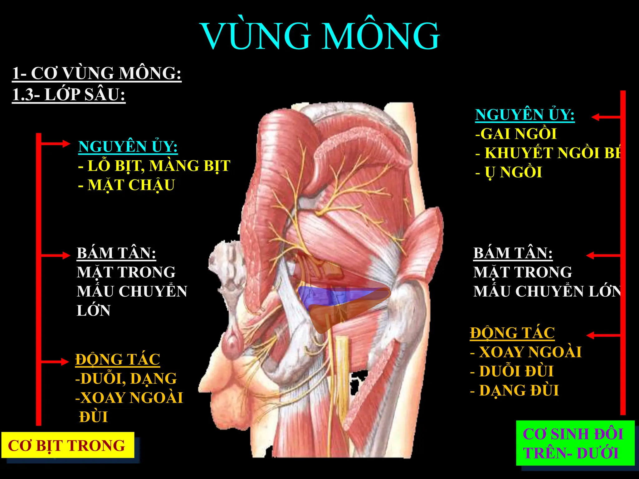 Giải phẫu vùng mông - Đại học y khoa Phạm Ngọc Thạch | PPT