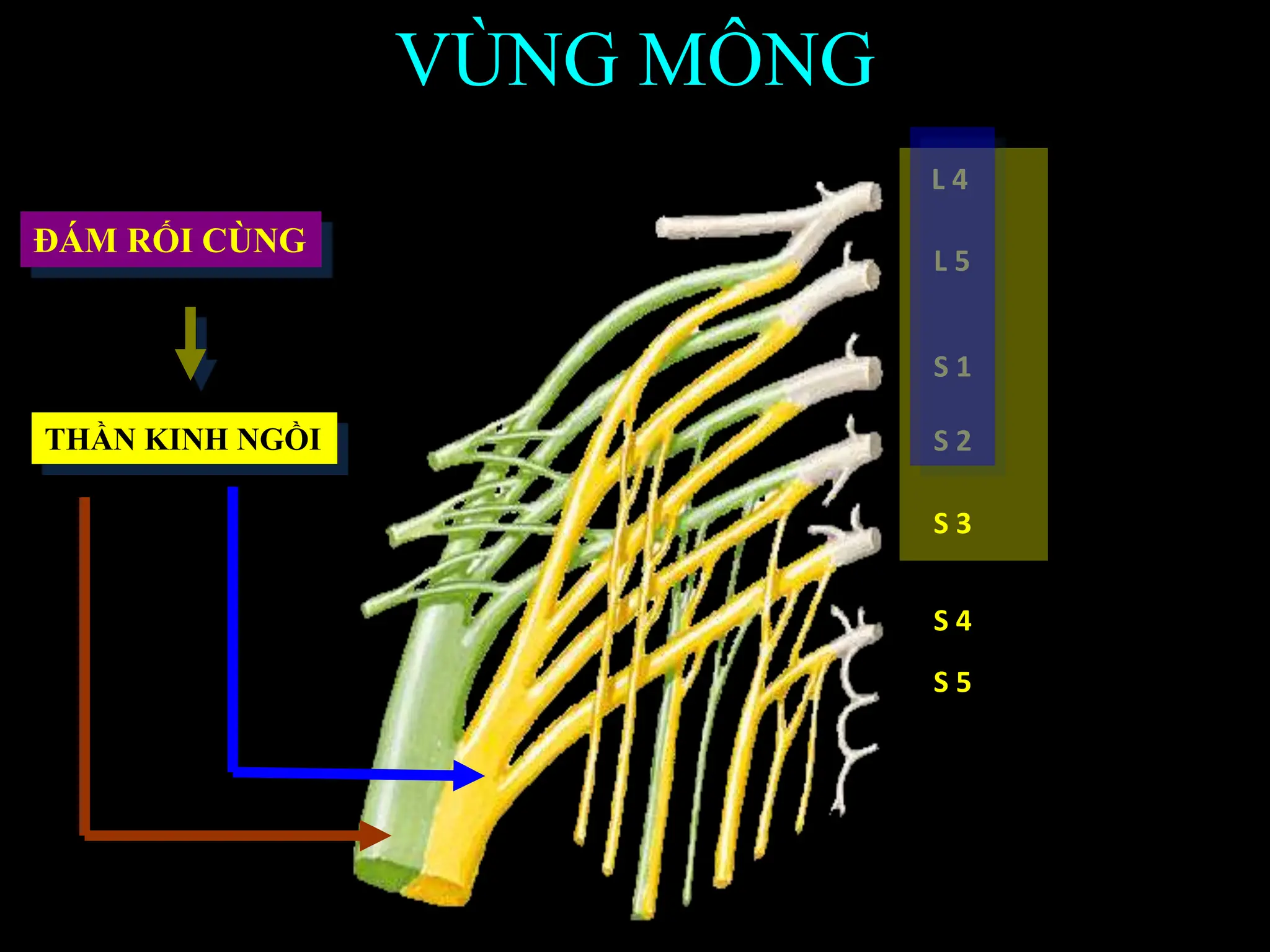 Giải phẫu vùng mông - Đại học y khoa Phạm Ngọc Thạch | PPT