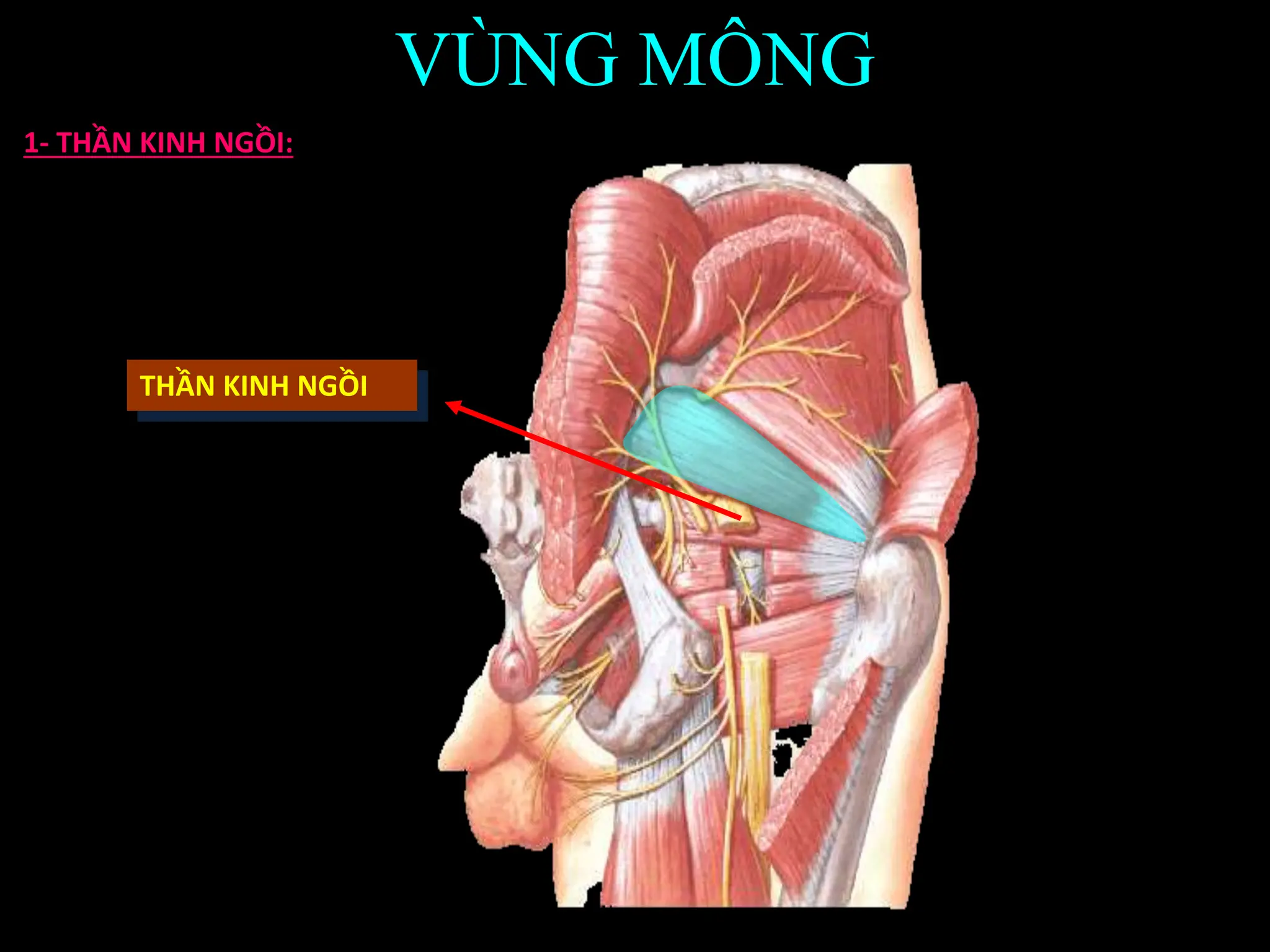 Giải phẫu vùng mông - Đại học y khoa Phạm Ngọc Thạch | PPT