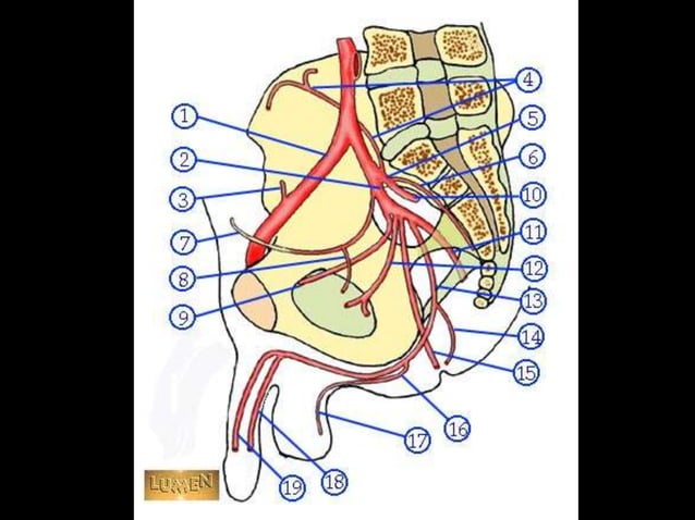 Giải phẫu vùng mông - Đại học y khoa Phạm Ngọc Thạch | PPT