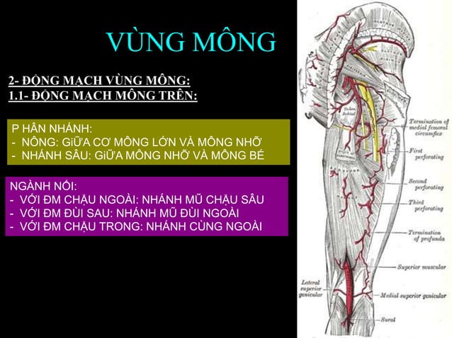 Giải phẫu vùng mông - Đại học y khoa Phạm Ngọc Thạch | PPT