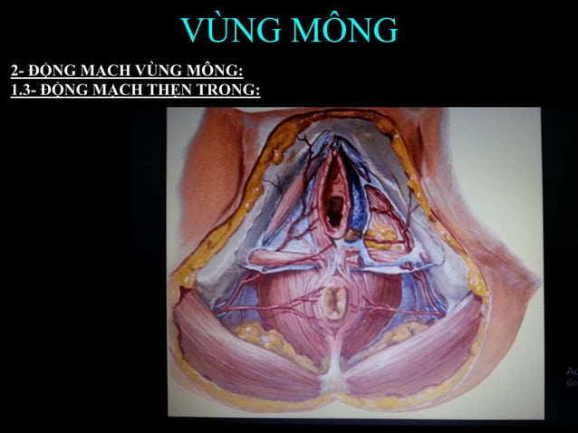 Giải phẫu vùng mông - Đại học y khoa Phạm Ngọc Thạch | PPT