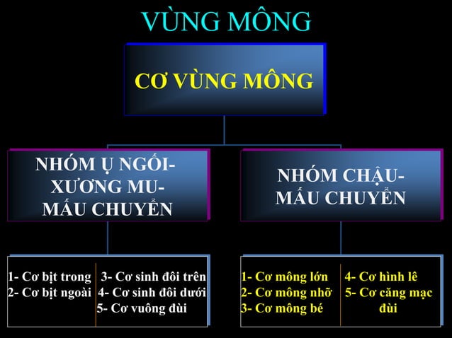 Giải phẫu vùng mông - Đại học y khoa Phạm Ngọc Thạch | PPT