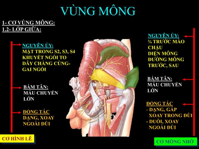 Giải phẫu vùng mông - Đại học y khoa Phạm Ngọc Thạch | PPT