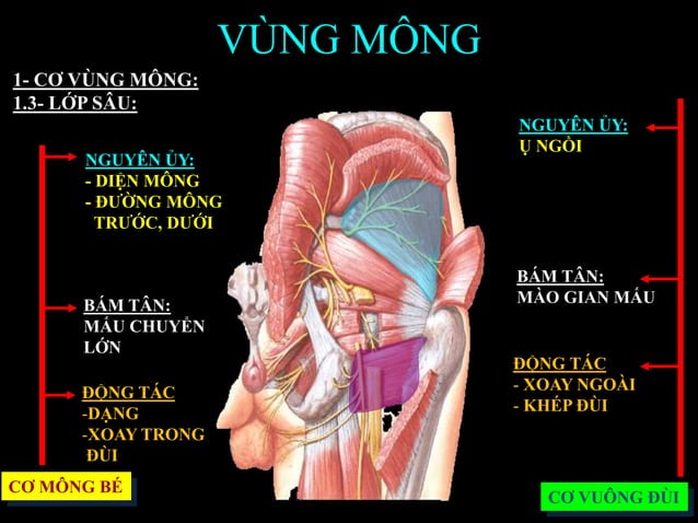 Giải phẫu vùng mông - Đại học y khoa Phạm Ngọc Thạch | PPT