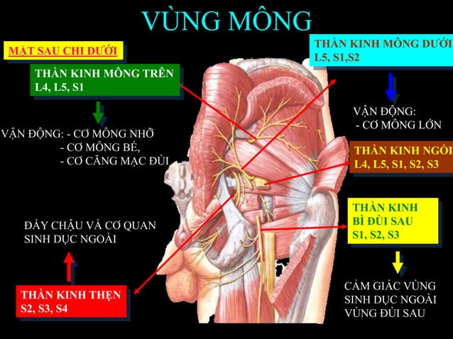 Giải phẫu vùng mông - Đại học y khoa Phạm Ngọc Thạch | PPT
