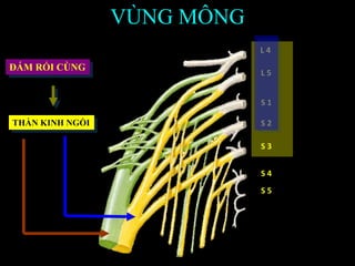 Giải phẫu vùng mông - Đại học y khoa Phạm Ngọc Thạch | PPT