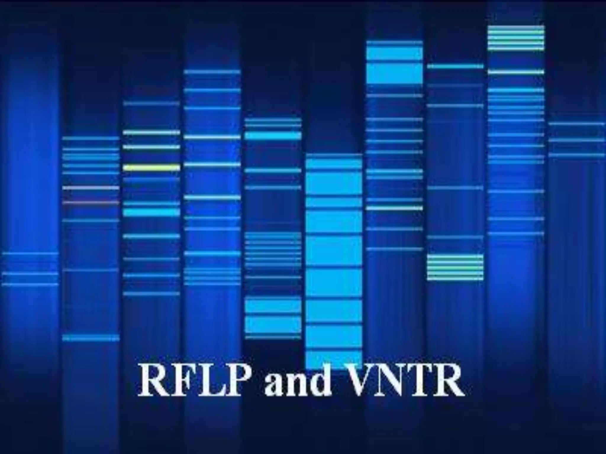 VNTR and RFLP | PPTX