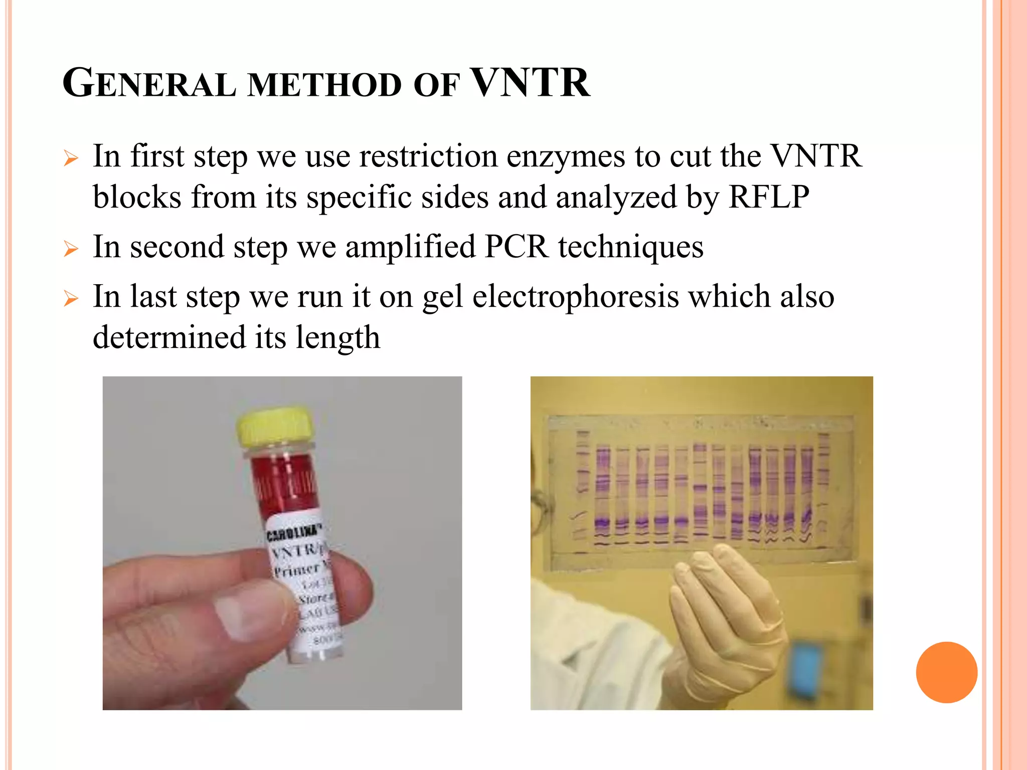 VNTR and RFLP | PPTX