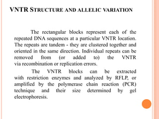 VNTR and RFLP | PPTX