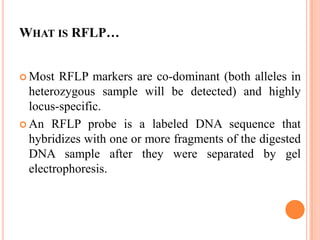 VNTR and RFLP | PPTX