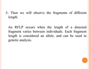 VNTR and RFLP | PPTX