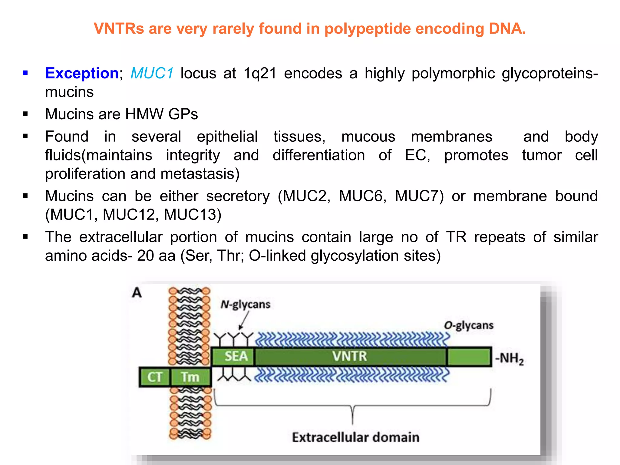 VNTR- Minisatellite | PPTX