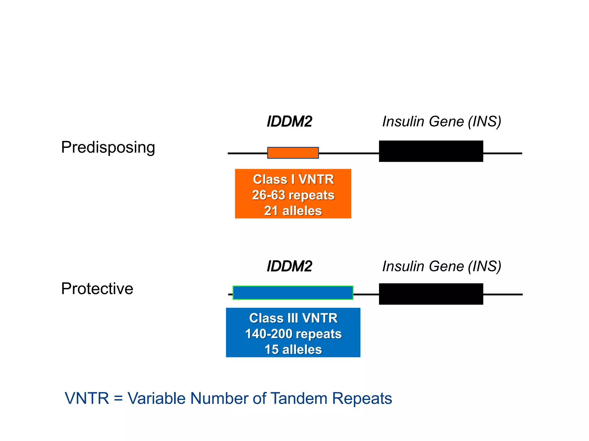 VNTR- Minisatellite | PPTX
