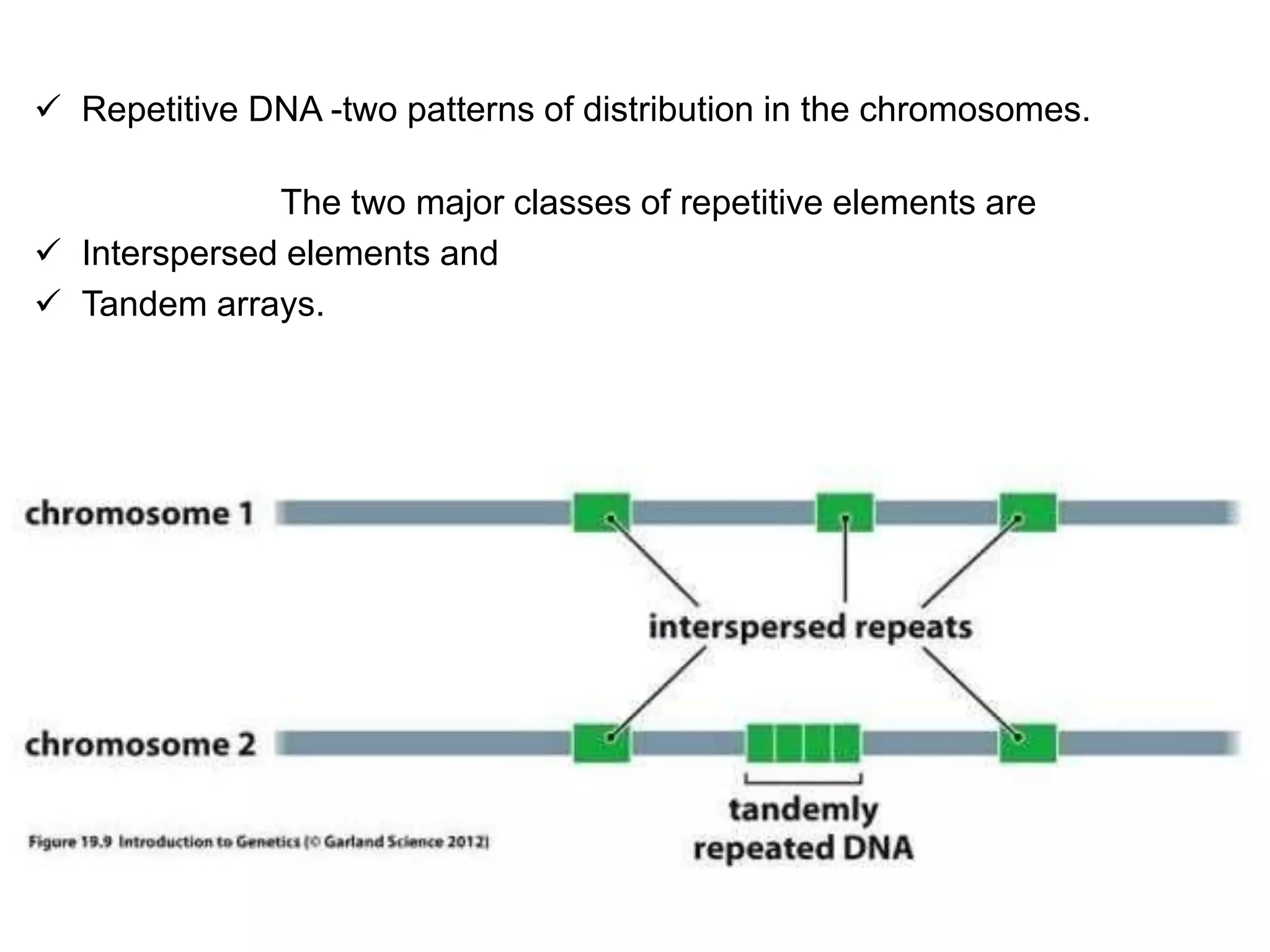 VNTR- Minisatellite | PPTX