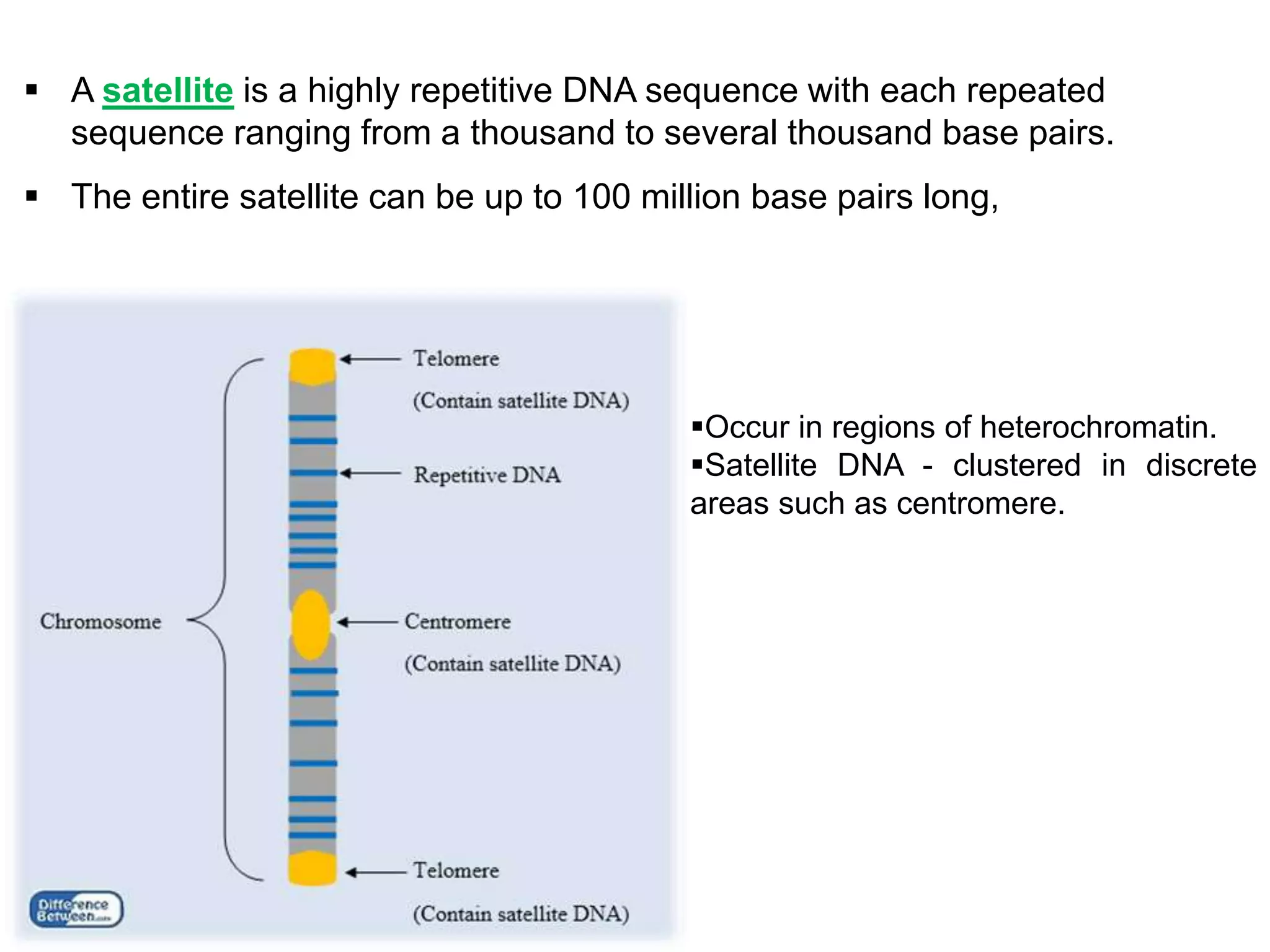 VNTR- Minisatellite | PPTX