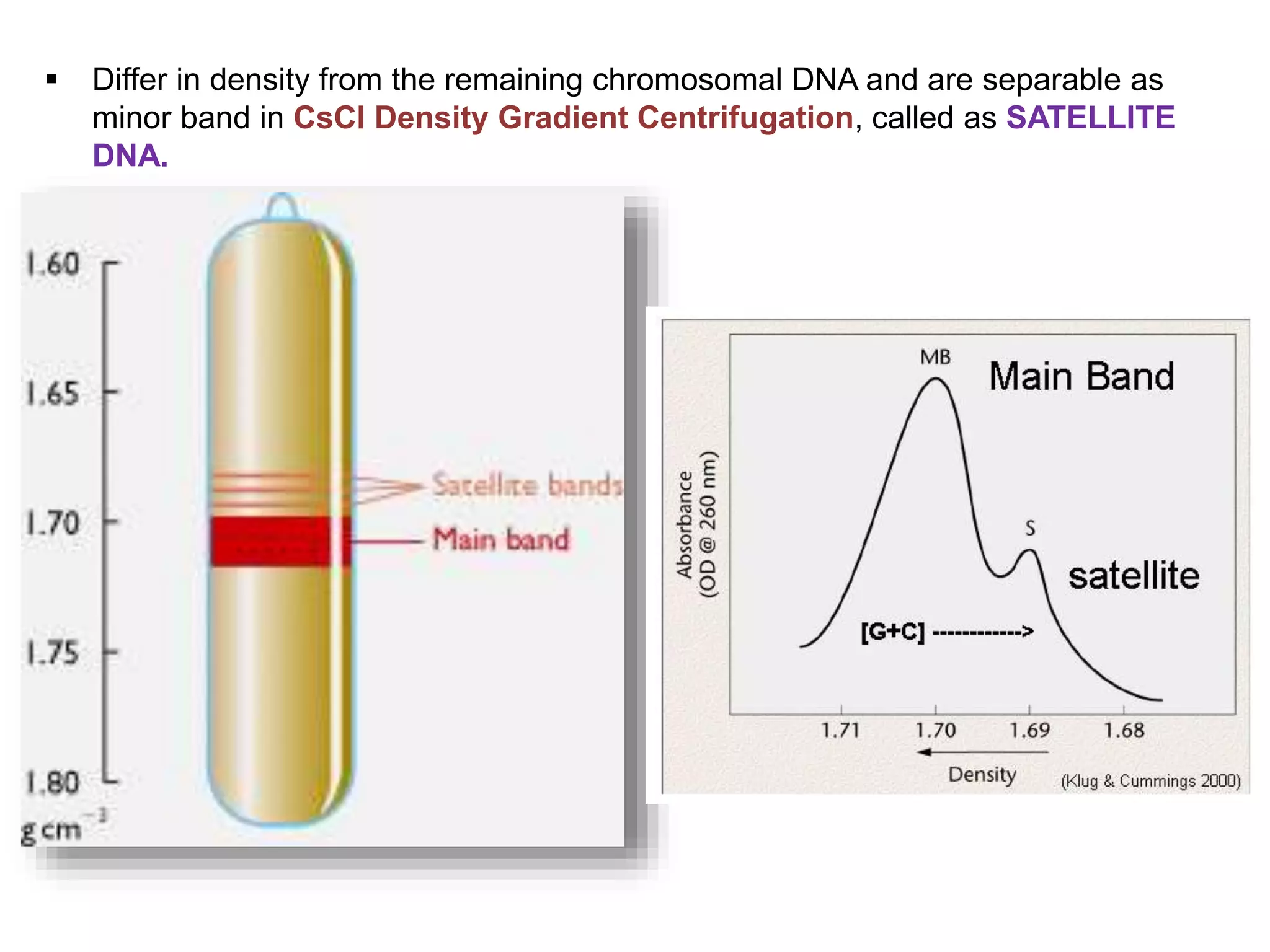 VNTR- Minisatellite | PPTX