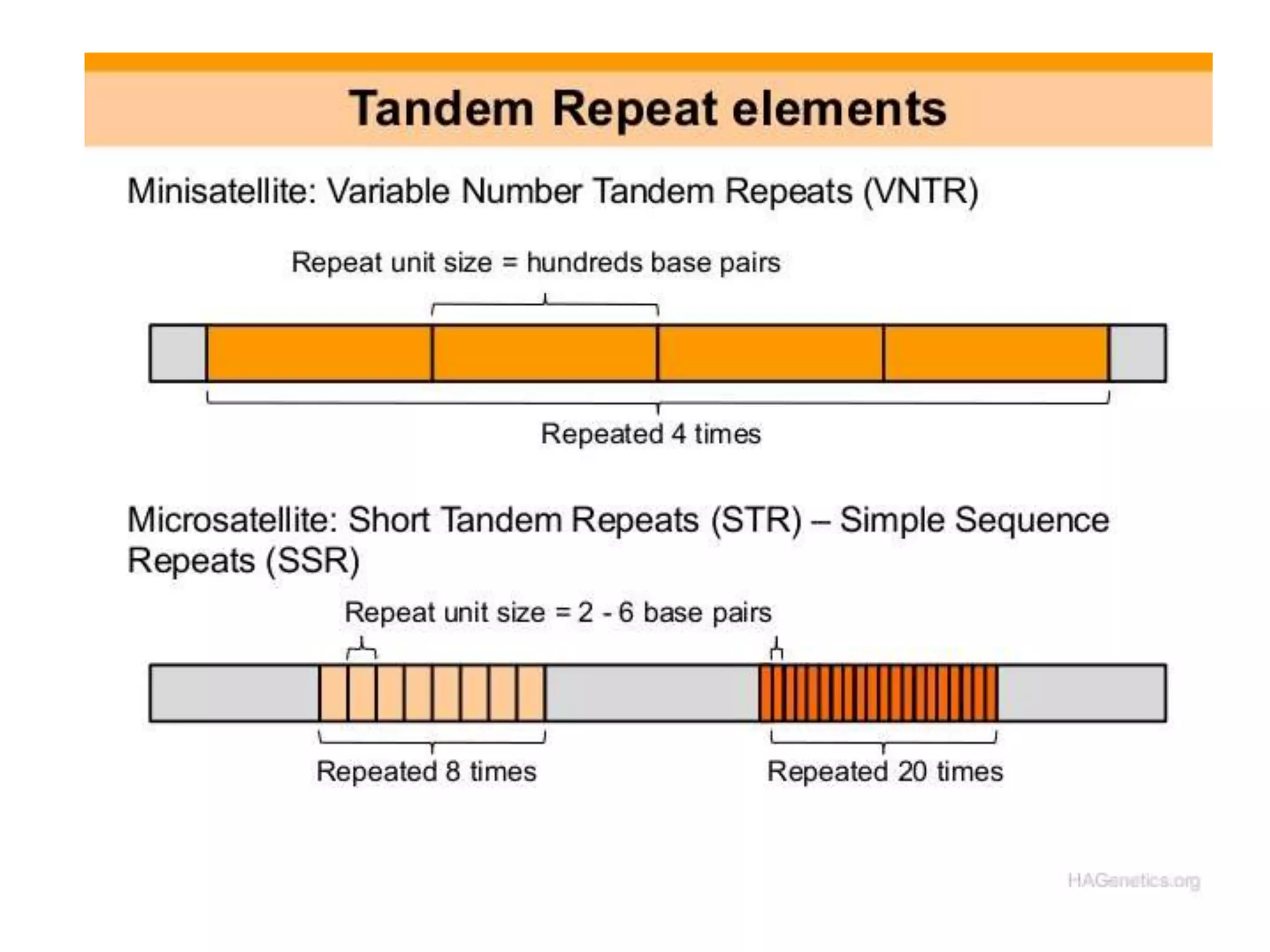 VNTR- Minisatellite | PPTX