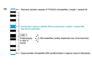 VNTR- Minisatellite | PPTX