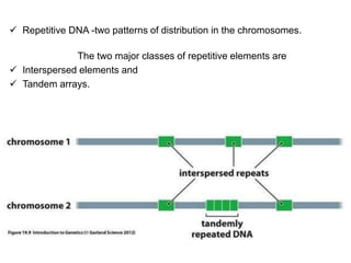 VNTR- Minisatellite | PPTX