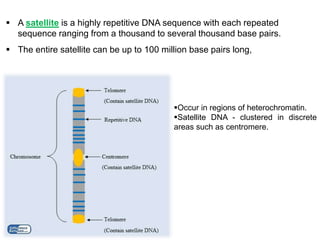 VNTR- Minisatellite | PPTX
