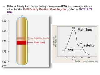 VNTR- Minisatellite | PPTX