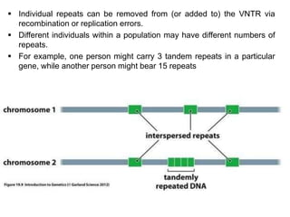VNTR Variable Number Of Tandem Repeats (Better Explained), 58% OFF