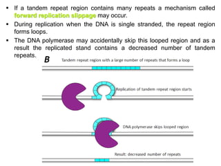 Variable Number Tandem Repeats
