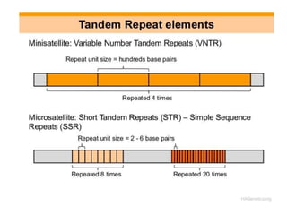 Variable Number Tandem Repeats