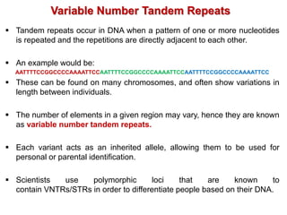 Variable Number Tandem Repeats